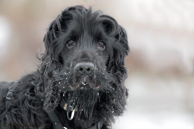 Filou (Cocker Spaniel) im Tierheim Karlsruhe