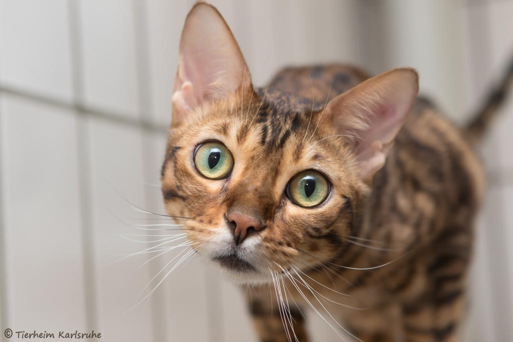 Unsere Katzen - Tierheim Karlsruhe