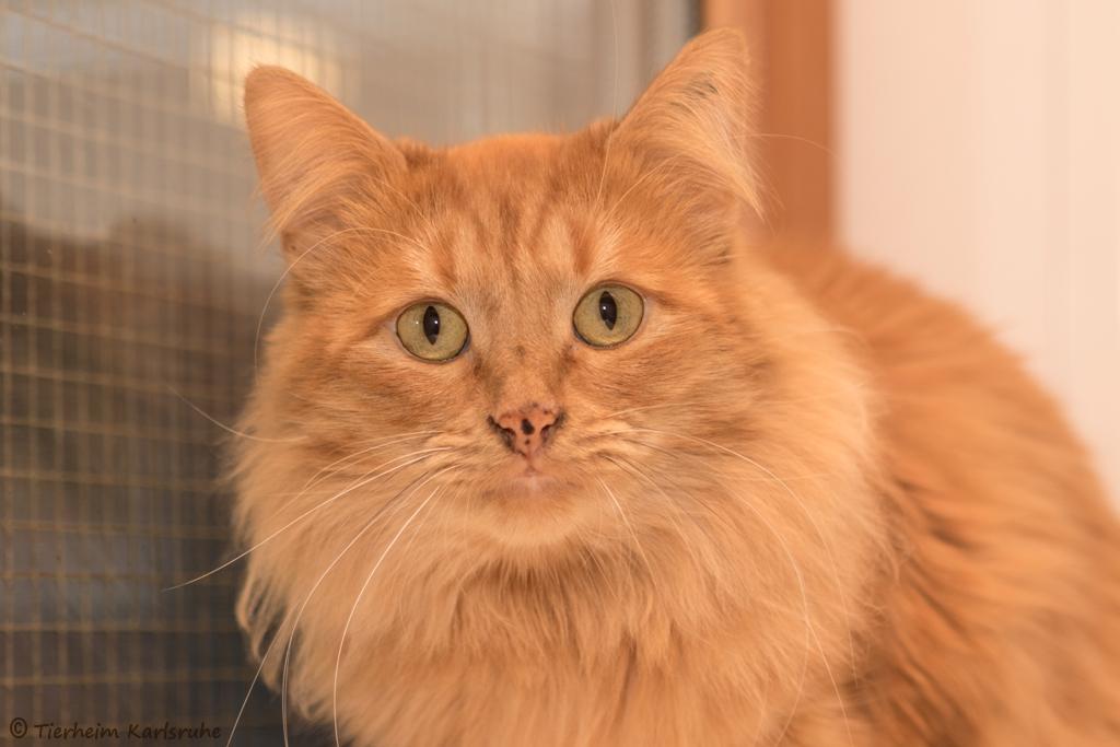 Unsere Katzen - Tierheim Karlsruhe