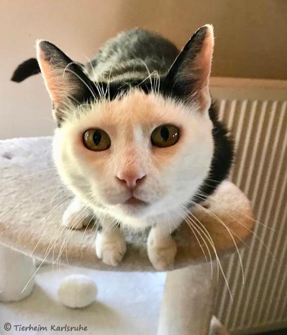Unsere Katzen - Tierheim Karlsruhe