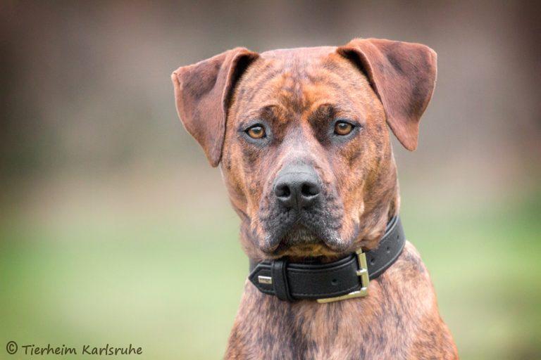 Frieda (Boxer - Jagdhund - Mischling) im Tierheim Karlsruhe