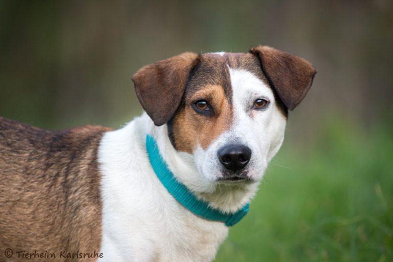 Moses (Jack - Russell - Mischling) im Tierheim Karlsruhe