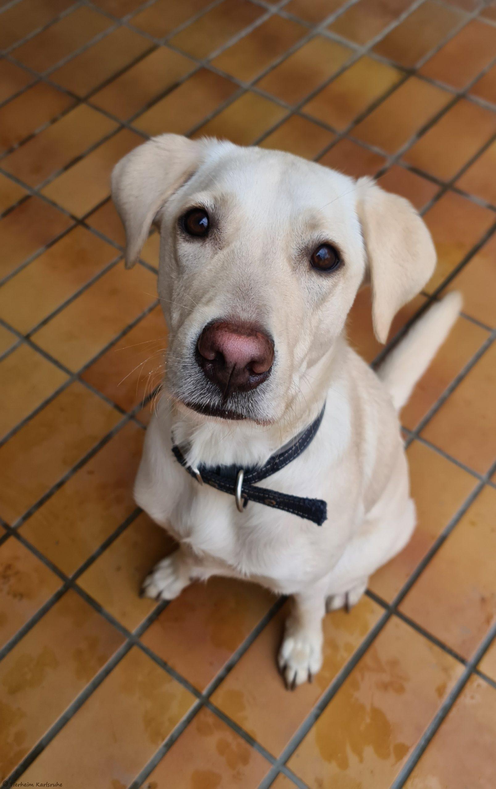Felix (Labrador - Mischling) im Tierheim Karlsruhe