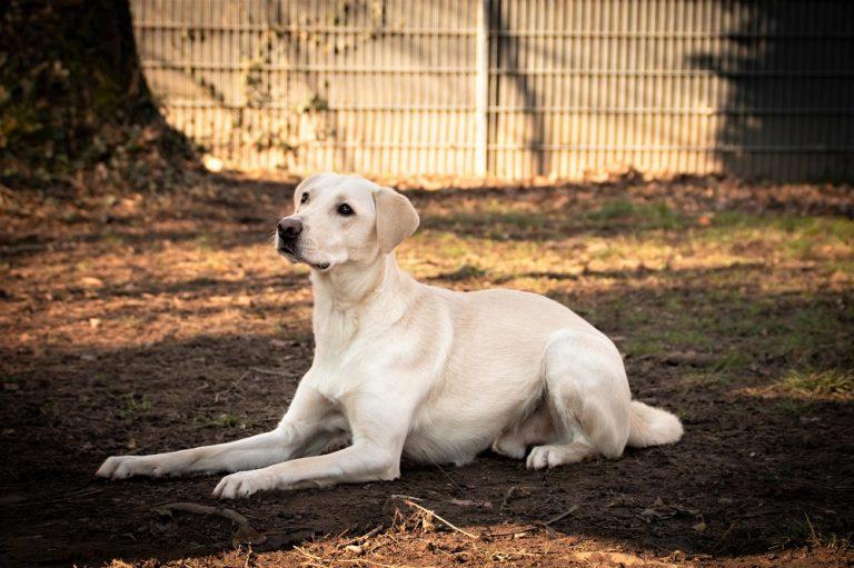 Felix (Labrador - Mischling) im Tierheim Karlsruhe