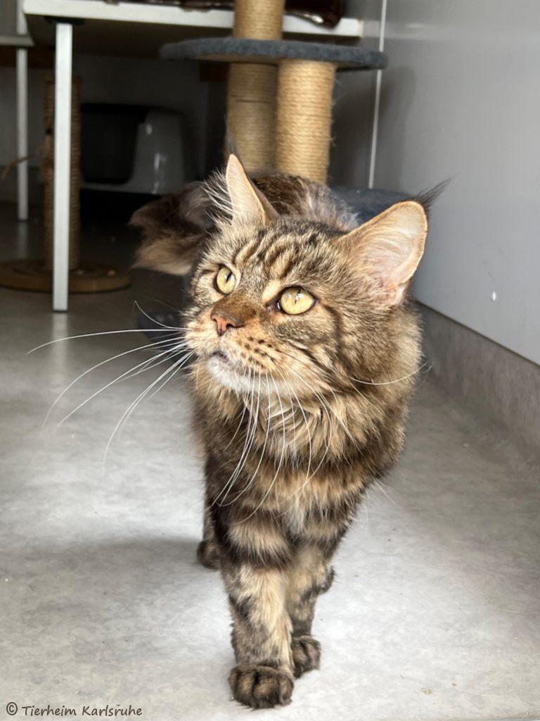Jack (Maine Coon) im Tierheim Karlsruhe